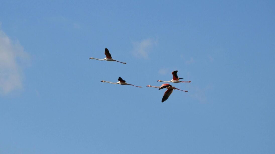 A nature-aligned approach to offshore wind: migratory bird conservation ...
